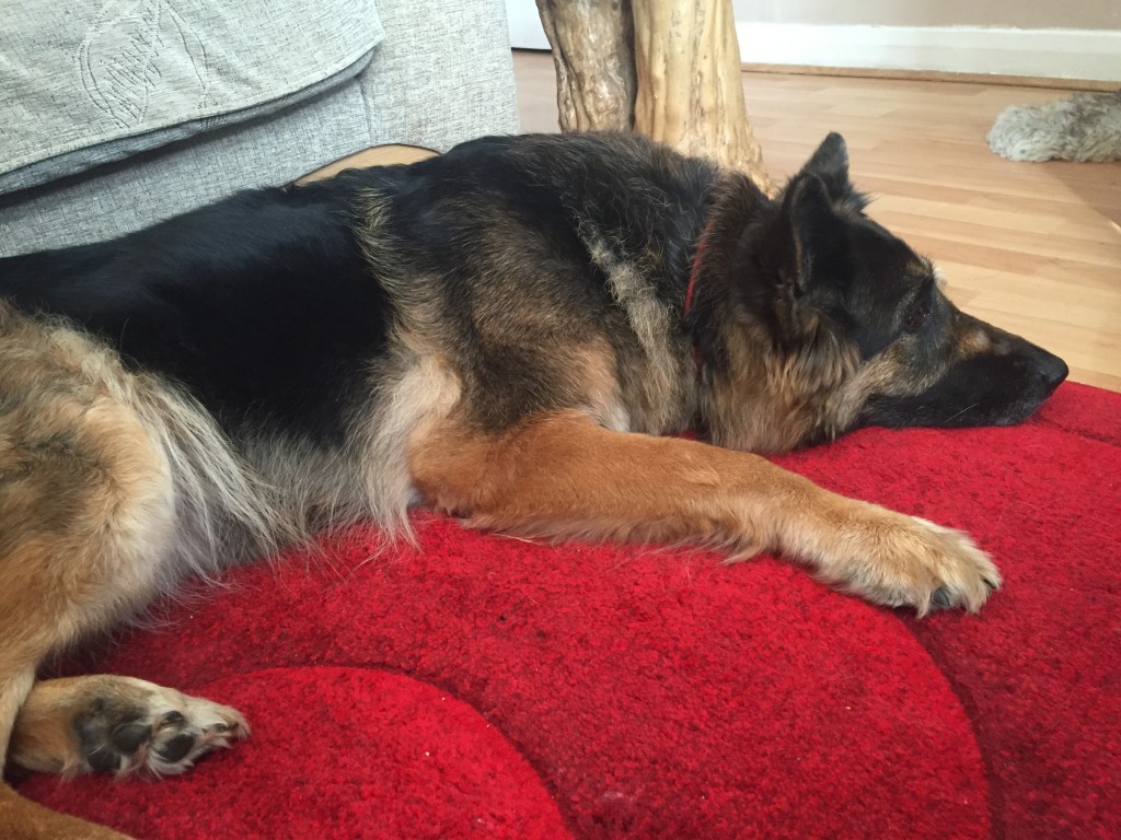 Ruby, 9 year old German Shepherd Dog, Elbow Osteoarthritis – Emma Hedderson